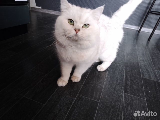 Британский кот вязка