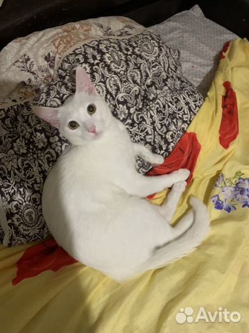 Кот в добрые руки