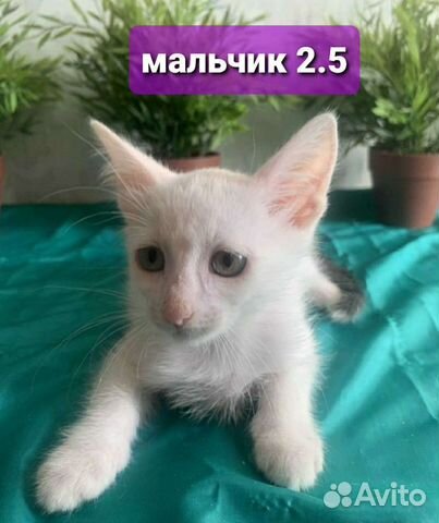 Котенок