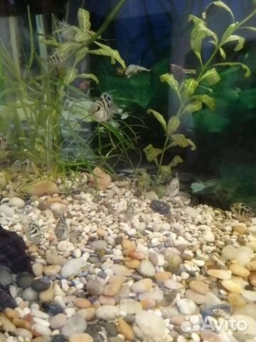 Рыбка попугай сапфировый