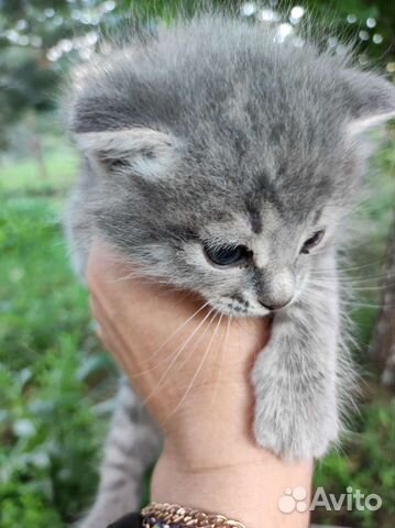 Сибирские котята