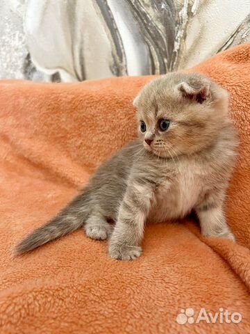 Шотландские котята