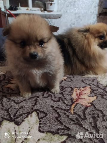 Девчонки немецкого шпица