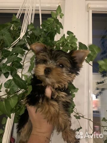 Йоркширский терьер