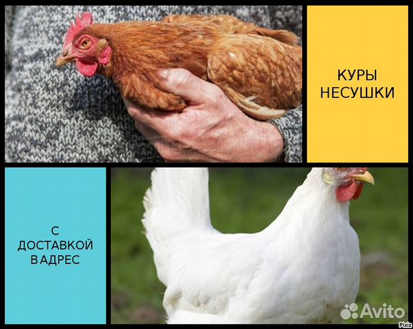 Куры на яйцо