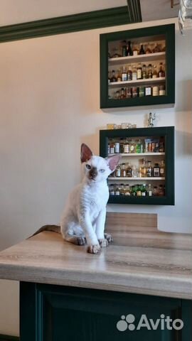 Котята девон-рекс