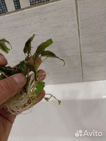 Живые водоросли для аквариума бесплатно