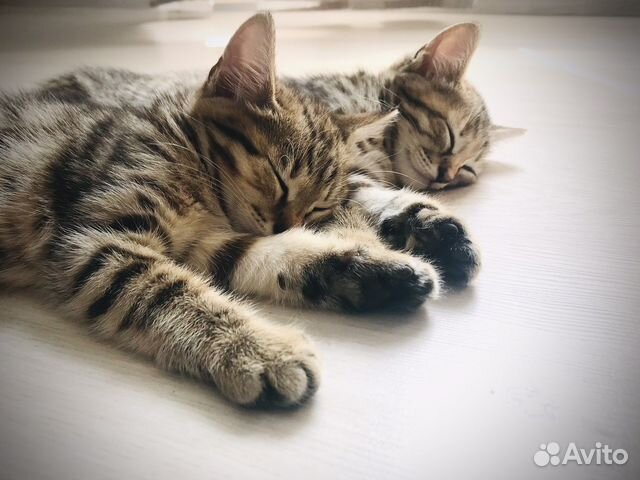 Котята бесплатно