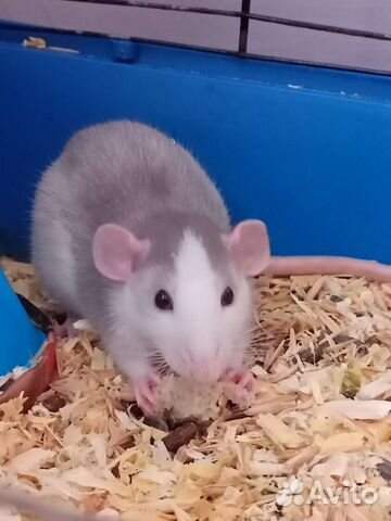 Крысы дамбо с клеткой