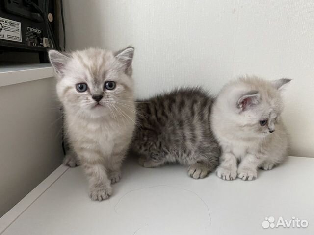 Шотландская вислоухая