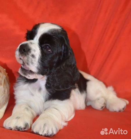 Коккер спаниель бесплатно