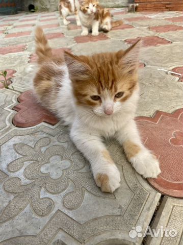 Милые рыжие детки в добрые и ласковые руки