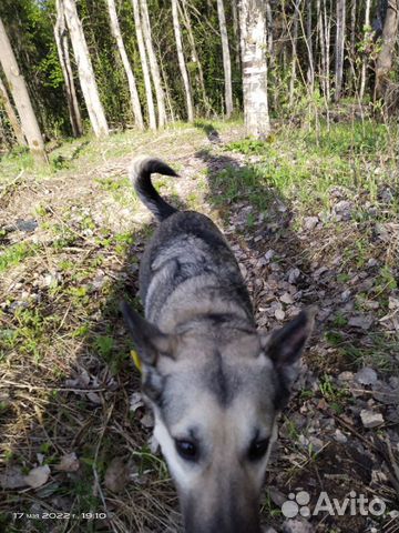 Отдам собаку в добрые руки