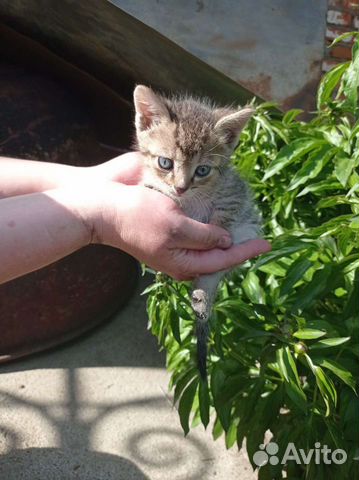 Котята в добрые руки 1 месяц