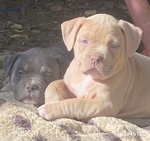 Американский булли