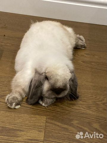 Декоративные кролики