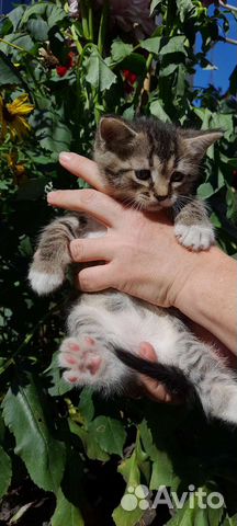 Отдам котят в хорошие руки