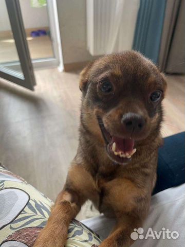 Собачка молодая домашняя