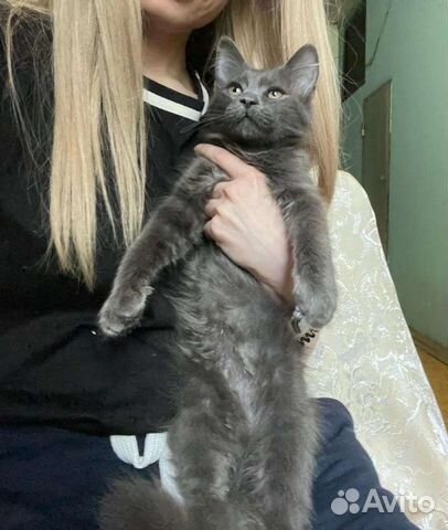 Котик в добрые руки