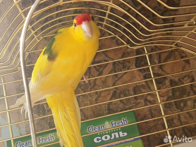 Попугай какарик самец