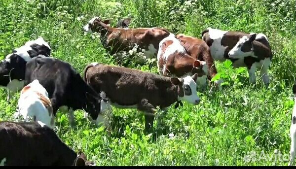 Бычки и телочки от 1 до 4 месяц