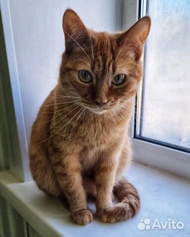Кошки молодые в добрые руки
