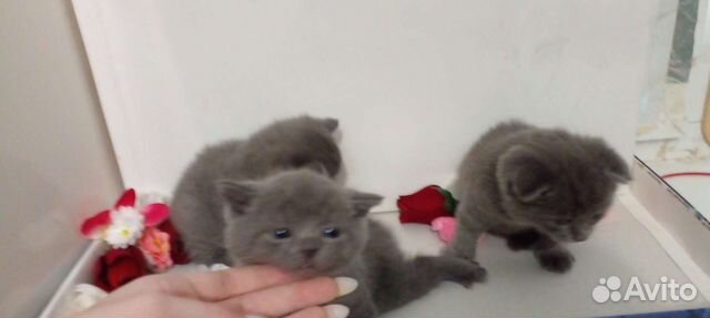 Британские котята