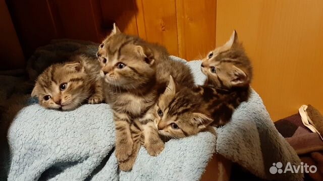 Шотландские котята