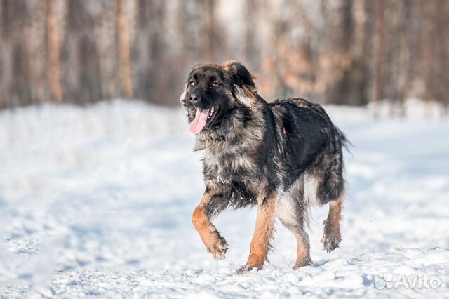 Невероятный пес из приюта