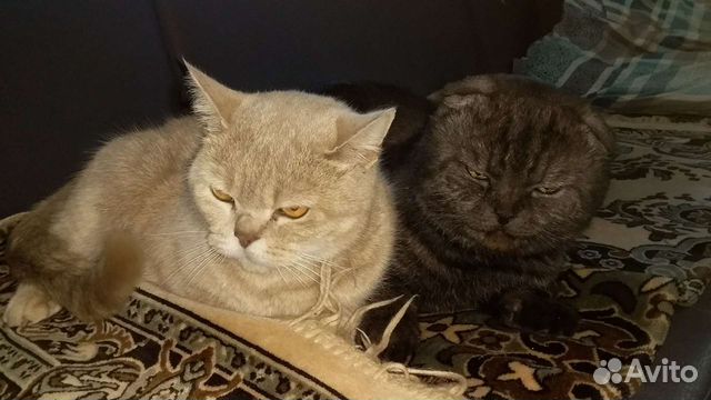 Шотландец британец