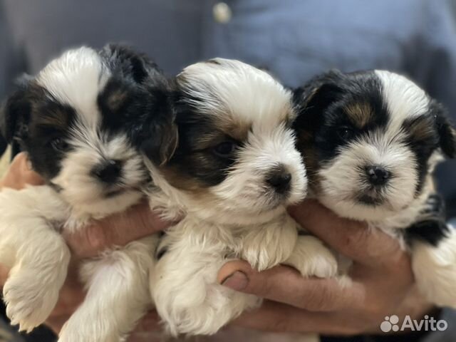 Бивер мальчики