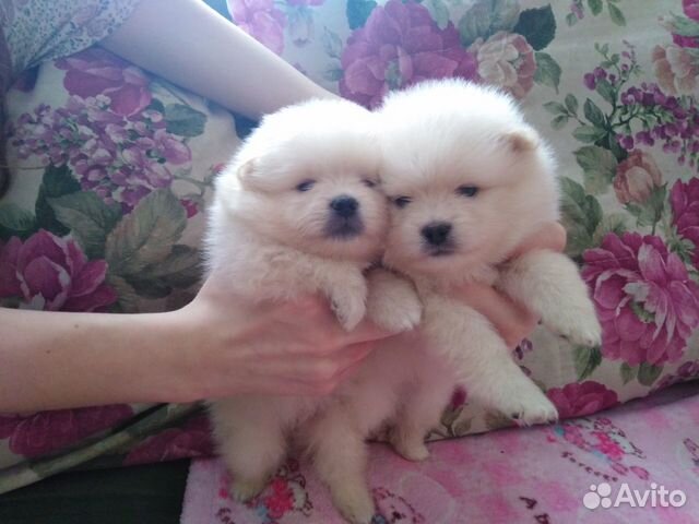 Щеночки шпиц