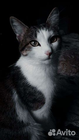Кот бесплатно