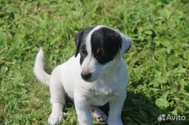 Щенки джек Рассел терьер гладкошерстный