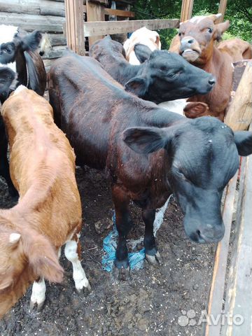 Бычки и быки