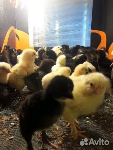 Яйцо цыплята