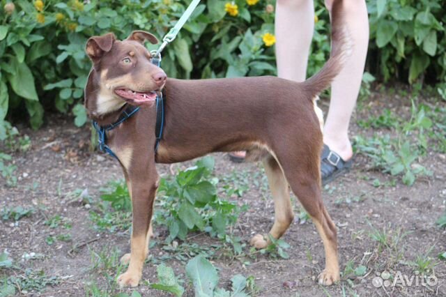 Тоби ищет дом