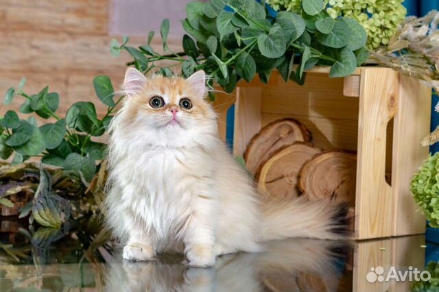 Британская шиншилла