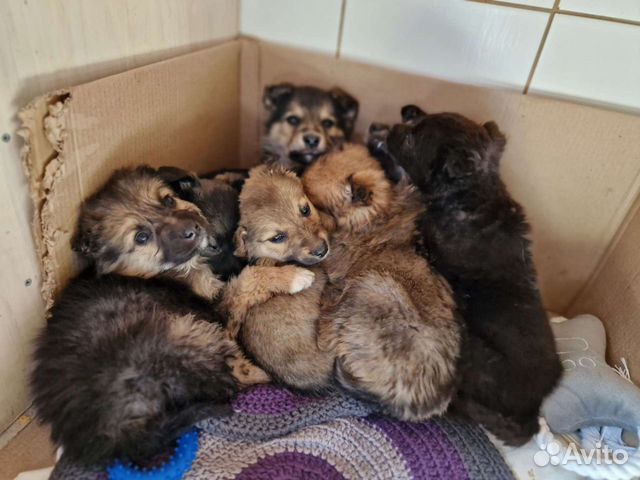 Щенки среднего размера, доставка по нсо