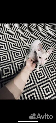 Кот сфинкс бесплатно