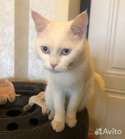 Белая киса Белочка ищет дом