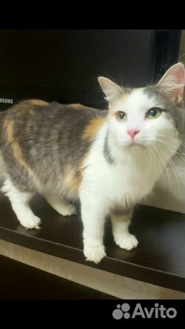 Стерилизованная Мелисса ищет дом