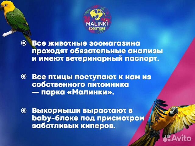 Неразлучник Розовощекий персик