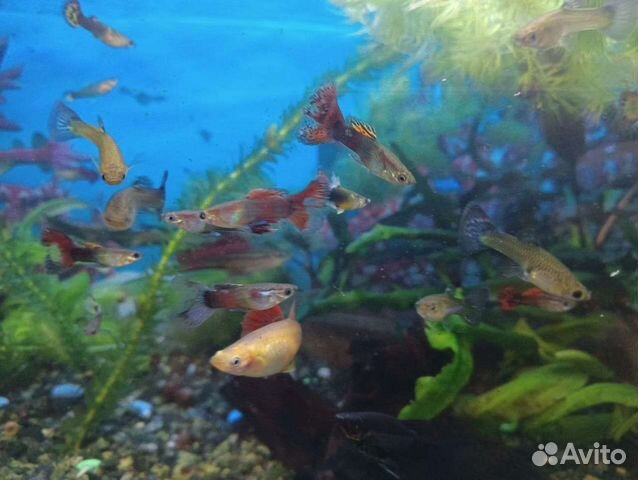 Мальки гуппи