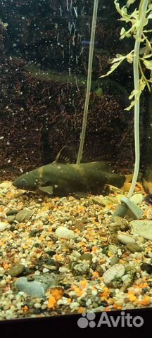 Мешкожаберный сом