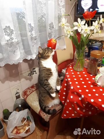 Отдаю кошку стерлизованная