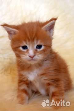 Котенок Му 1 мес