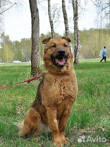 Кай в поисках дома