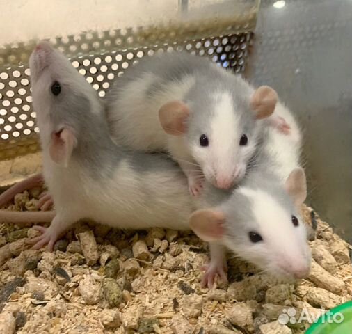 Декоративная крыса