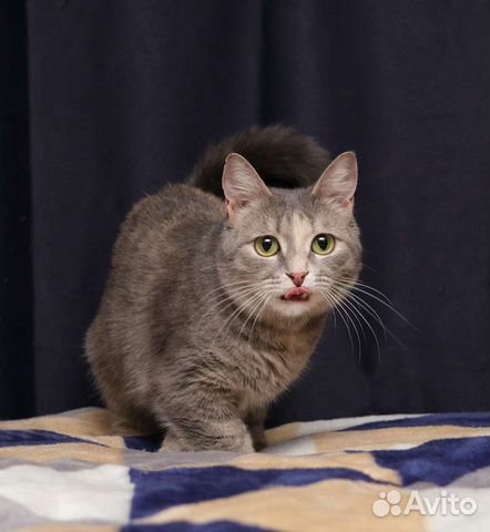 Кошка Эльза в добрые руки